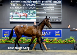 Casa Course Rapport Cpc France